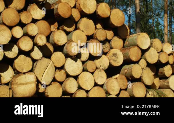 Wood large piles of cut tree trunks, round logs. Spruce forests ...
