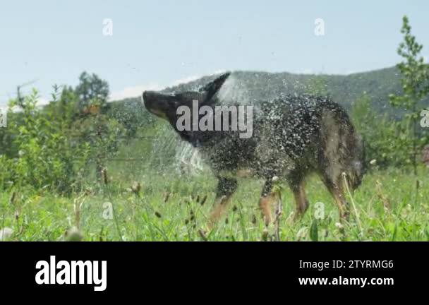Dripping wet dog Stock Videos & Footage - HD and 4K Video Clips - Alamy