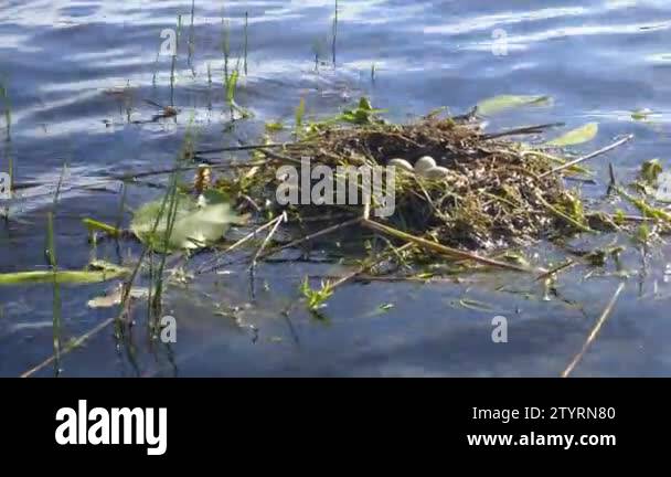 Floating bird nest Stock Videos & Footage - HD and 4K Video Clips - Alamy