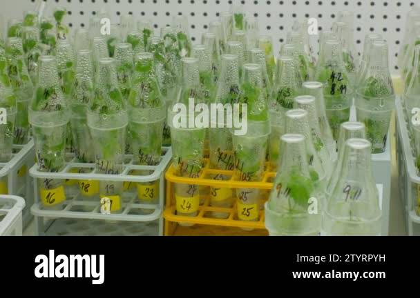Research scientist medical plants capsicum and red pepper for medicinal ...