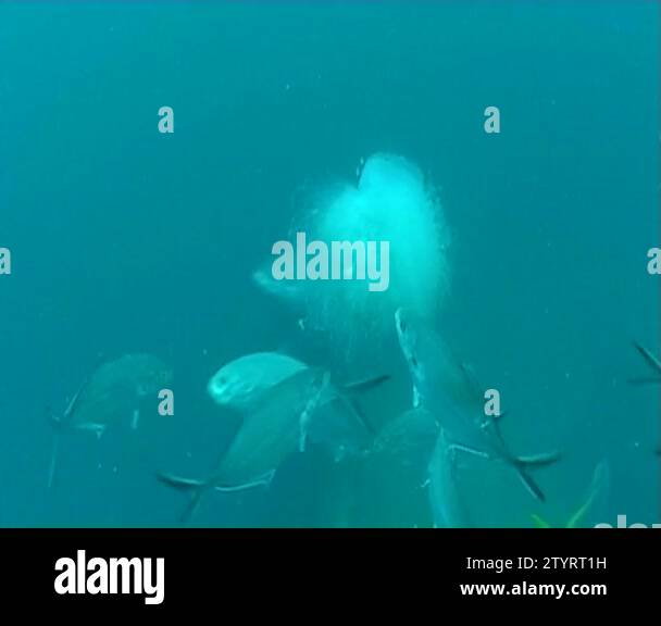 Medusa fish Stock Videos & Footage - HD and 4K Video Clips - Alamy