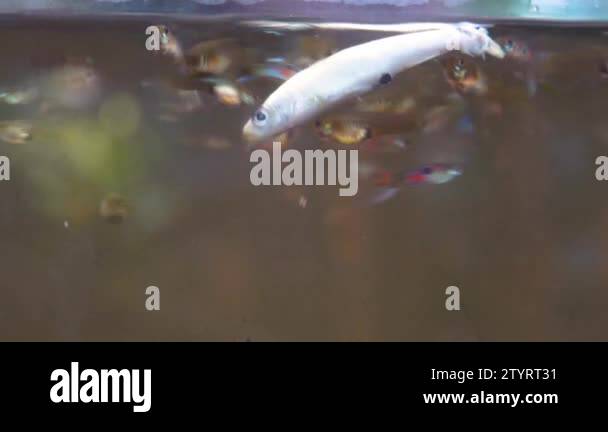 Big fish eating small fish Stock Videos & Footage - HD and 4K Video ...