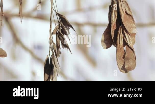Dry maple seed Stock Videos & Footage - HD and 4K Video Clips - Alamy