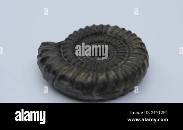 Nautilus shell Stock Videos & Footage - HD and 4K Video Clips - Alamy