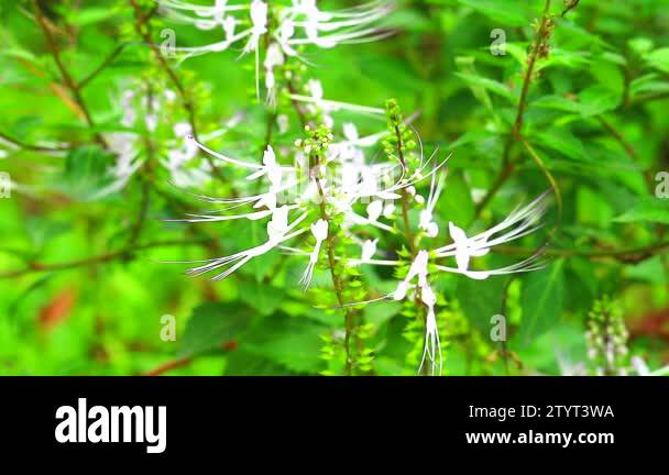 Java leaf Stock Videos & Footage - HD and 4K Video Clips - Alamy