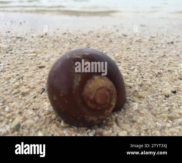 Beaches of mauritius Stock Videos & Footage - HD and 4K Video Clips - Alamy