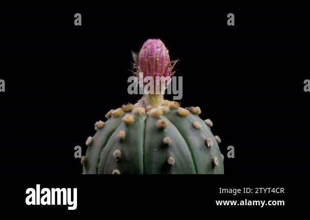 Pink Colorful Flower Timelapse of Blooming Cactus Opening / 4k fast motion time lapse of a ...