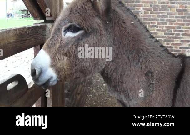 Mulish head Stock Videos & Footage - HD and 4K Video Clips - Alamy