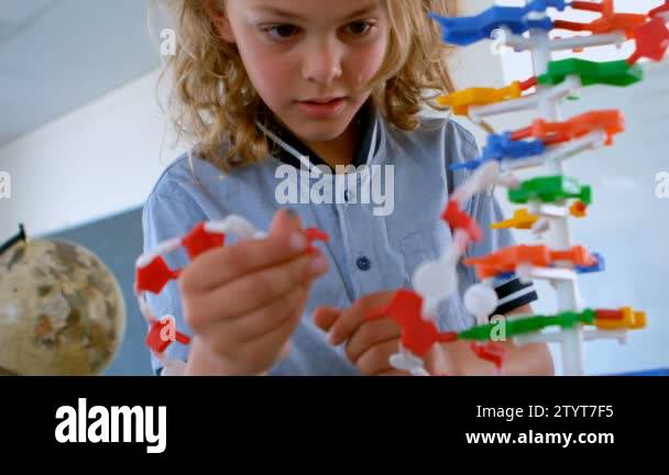 Front view of cute blonde Caucasian schoolgirl studying DNA model in ...