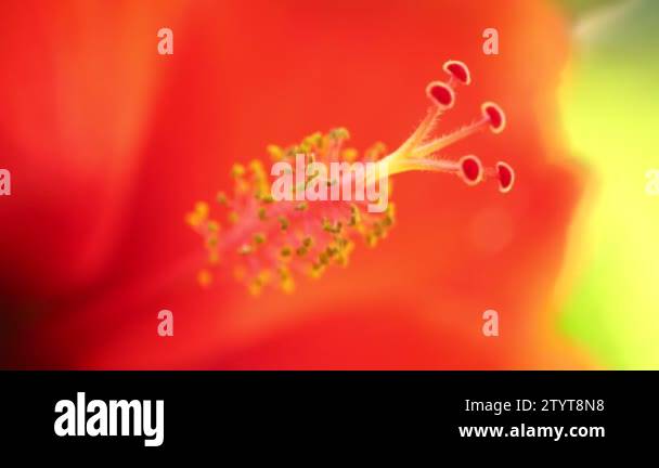 Stamen of the hibiscus rosa-sinensis also none as chinese hibiscus ...