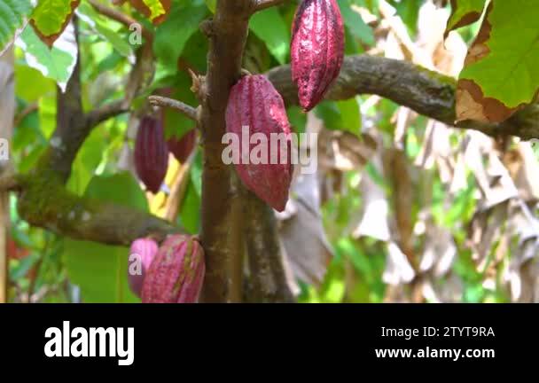Cocoa tree with beautiful dark red pods, fresh, organic and healthy ...