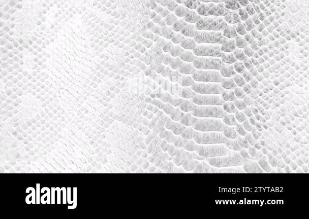 Skin snake background White snake skin texture Close-up Stock Video ...
