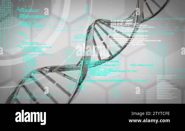 Digitally generated animation of a DNA double helix rotating with ...