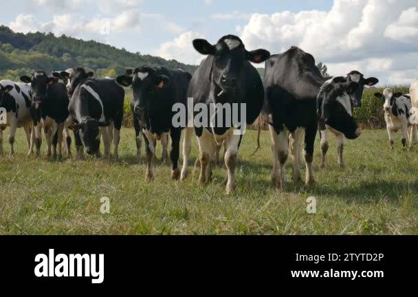 Flies on nose white Stock Videos & Footage - HD and 4K Video Clips - Alamy