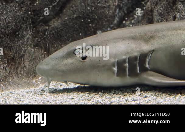 Spotted wobbegong (Orectolobus maculatus) is carpet shark in family ...