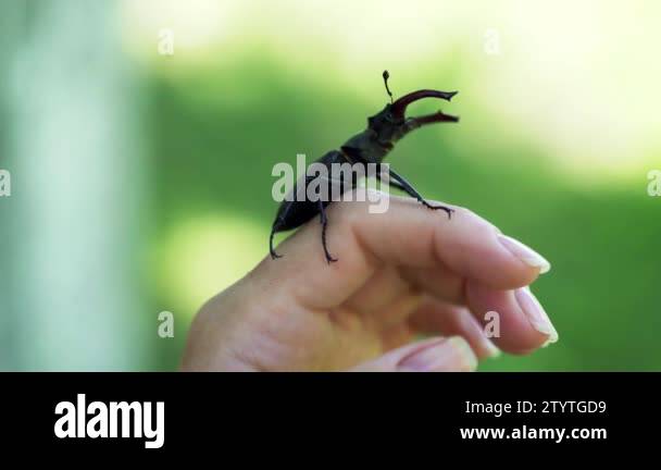 Stag beetles lucanidae Stock Videos & Footage - HD and 4K Video Clips ...