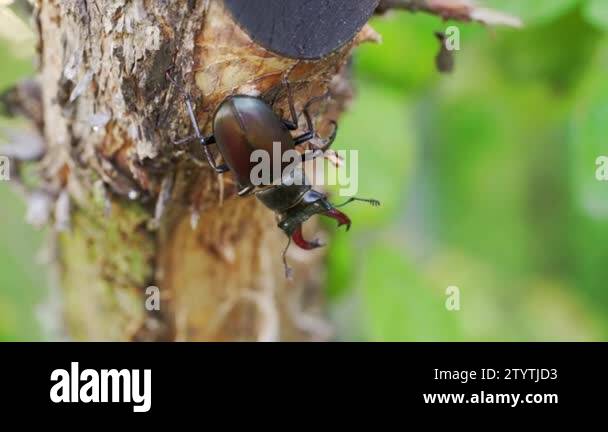 Stag-Beetle the world's largest saw-tooth stag beetle with long and ...