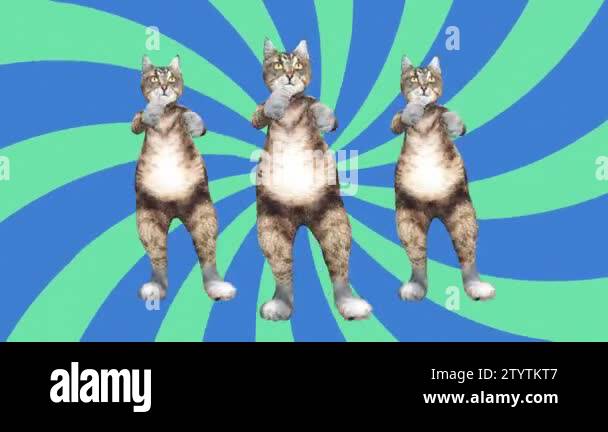 Concept Cool and Fun Pet Kitty Dancing Gangnam Style Move to the Beat ...