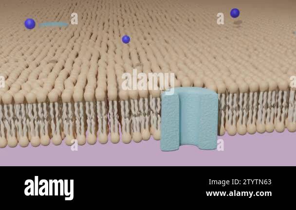 Molecule passing through a protein channel at a lipid bilayer cell ...