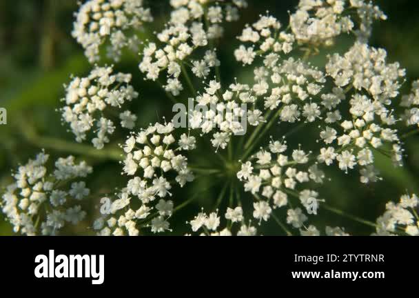 Water hemlock flowers Stock Videos & Footage - HD and 4K Video Clips ...