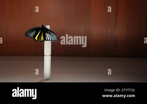 Butterfly device Stock Videos & Footage - HD and 4K Video Clips - Alamy
