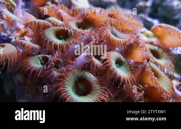 Purple Button Polyp, protopalythoa mutuki underwater soft corals ...