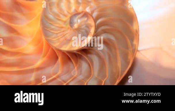 shell nautilus pearl Fibonacci sequence symmetry cross section spiral ...