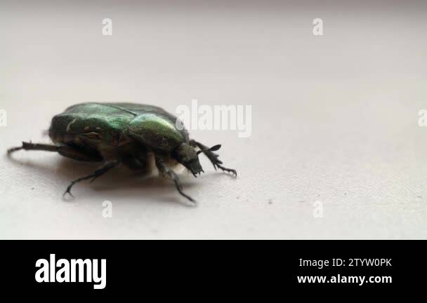 Green beetle, close-up. With a shiny shell. Beetle crawling, moving his ...