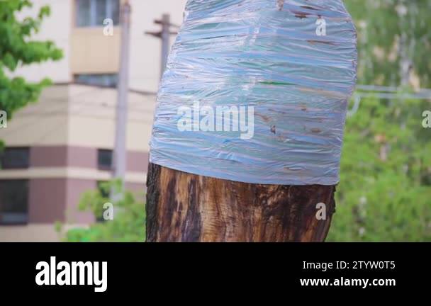 Bug band Stock Videos & Footage - HD and 4K Video Clips - Alamy