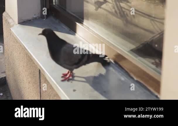 Pigeon window Stock Videos & Footage - HD and 4K Video Clips - Alamy
