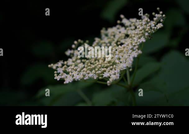 Insect elder elderberry Stock Videos & Footage - HD and 4K Video Clips ...