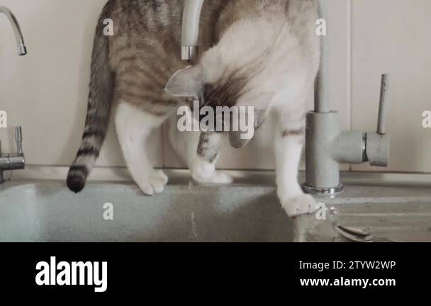 Cat in the drain Stock Videos & Footage - HD and 4K Video Clips - Alamy