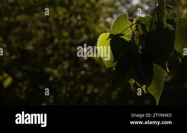 Effect of lights and shadows on the leaves of an apple tree. The leaves ...