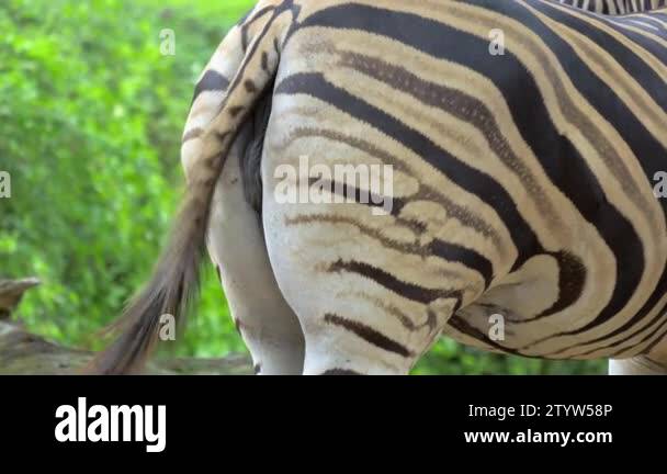 Close-up shots of the zebra buttocks that flick the tail back and forth ...