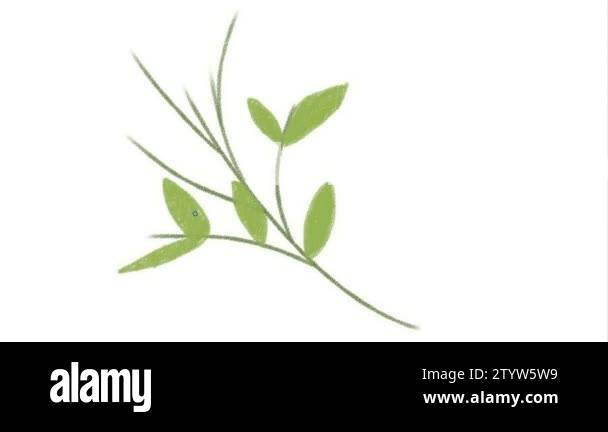 Ash tree botanical drawing Stock Videos & Footage - HD and 4K Video ...