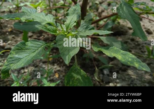 Thorny Amaranthus (Amaranthus spinosus, spiny amaranth, spiny pigweed ...