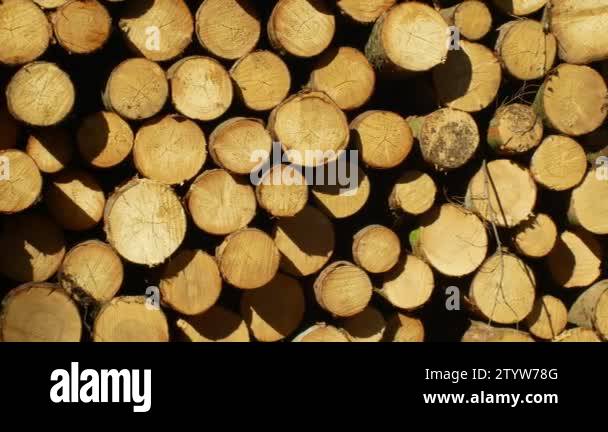 Wood large piles of cut tree trunks, round logs. Spruce forests ...