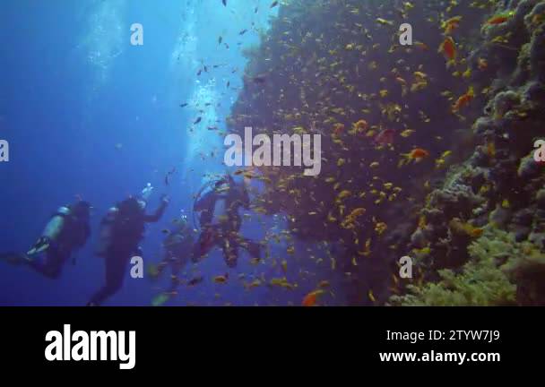 Divers swim near a coral reef along a vertical wall on the Reef Elfin ...