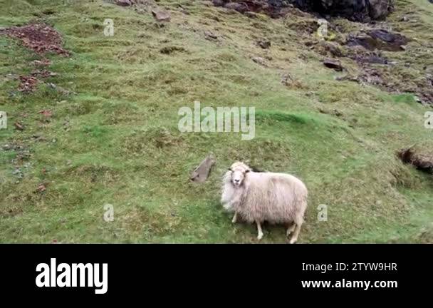 Scared sheep and lamb Stock Videos & Footage - HD and 4K Video Clips ...