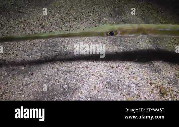 Cornetfish (Fistularia commersonii), fish swims at night above the ...