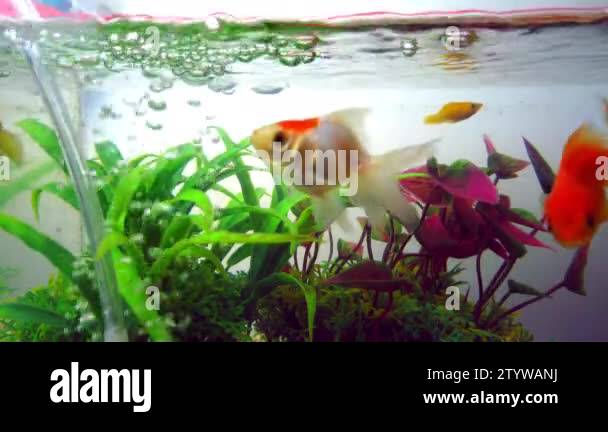 Gold fish or goldfish floating swimming underwater in fresh aquarium ...