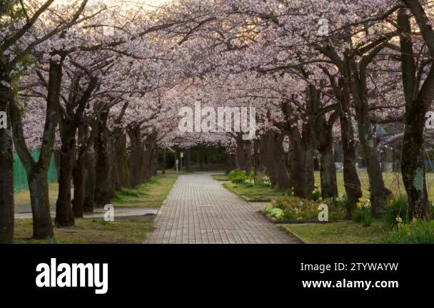 Row cherry blossom trees japan Stock Videos & Footage - HD and 4K Video ...
