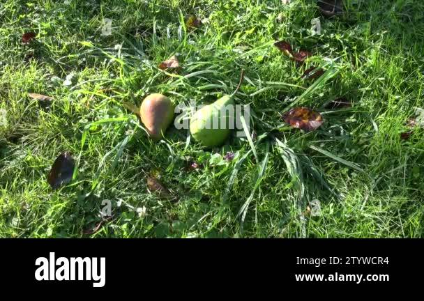 Fruit falling from tree Stock Videos & Footage - HD and 4K Video Clips ...