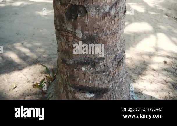 Cutted coconut tree Stock Videos & Footage - HD and 4K Video Clips - Alamy