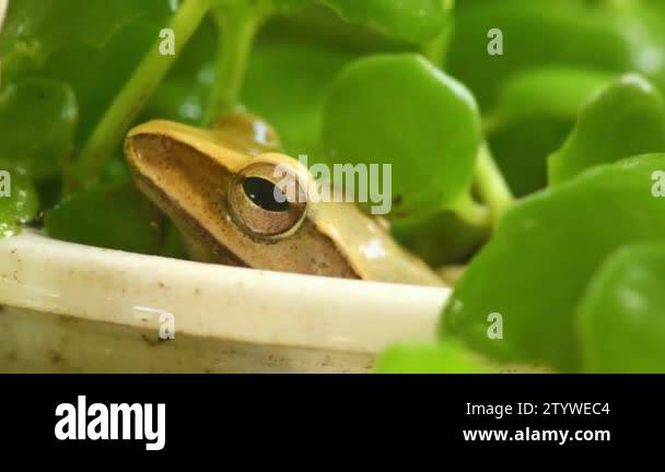 Tree frog head and eye macro close up static shot, sat in a plant pot ...