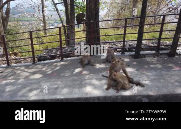 Mountain of monkeys in Phuket, family of monkeys lives on mountain in ...