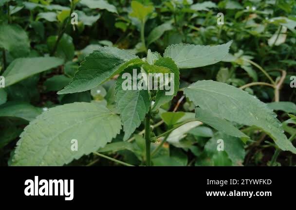 Indian copperleaf or Acalypha Indica L. in the garden with green ...