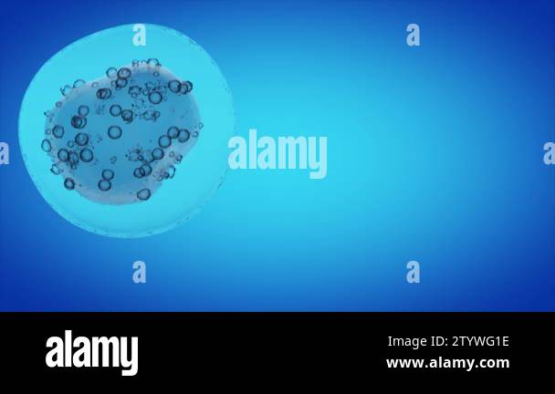A female egg under a powerful microscope is fertilized by a sperm cell ...