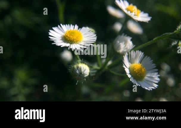 Daisy leaf Stock Videos & Footage - HD and 4K Video Clips - Alamy