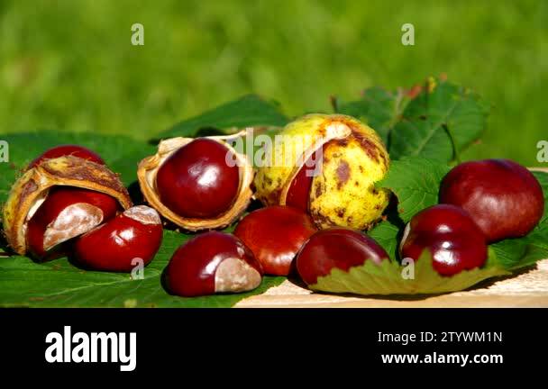 Conkers in shells Stock Videos & Footage - HD and 4K Video Clips - Alamy